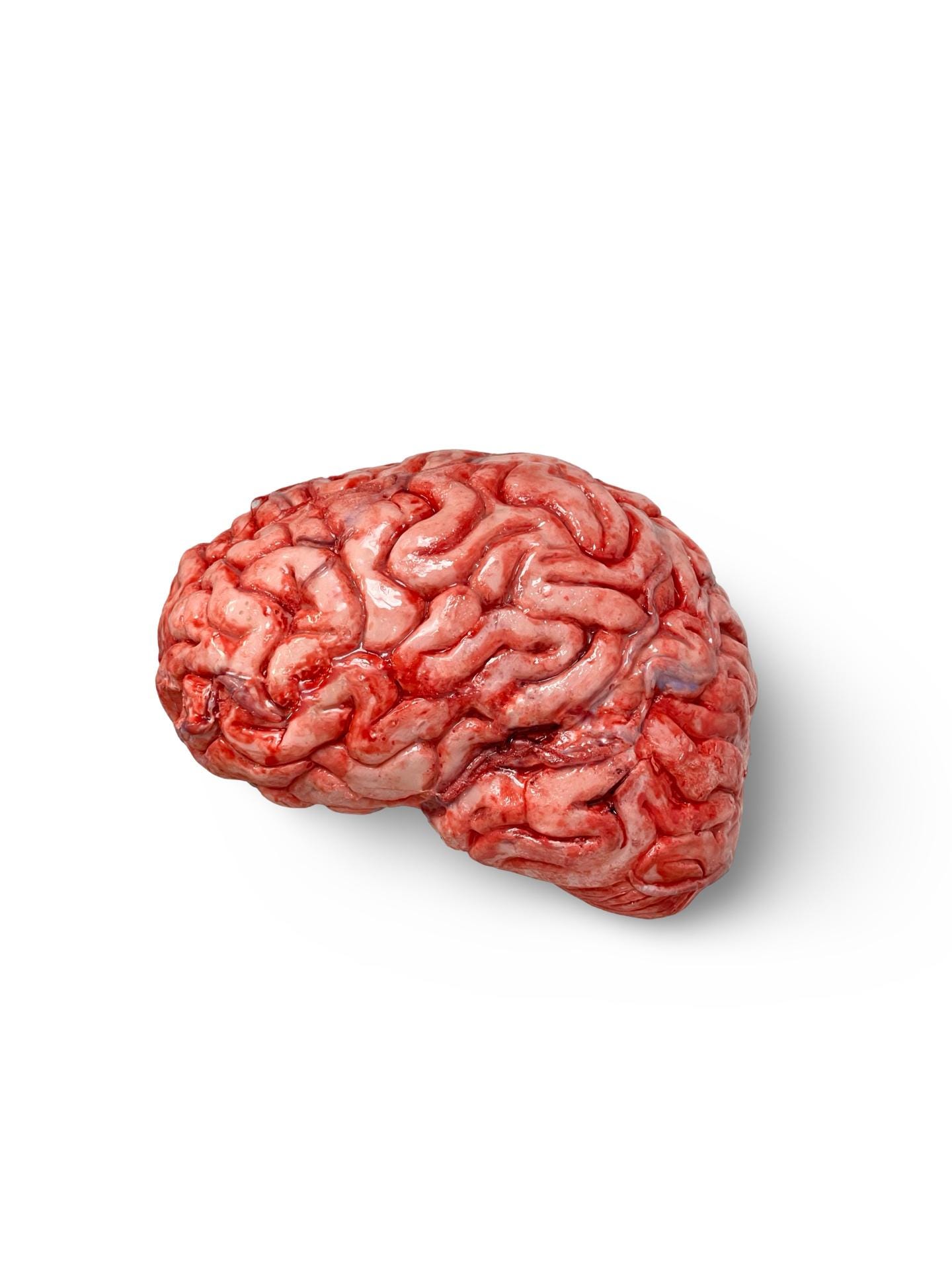 Realistic Human Brain - Anatomical Brain Prop - Silicone Organ - Etsy
