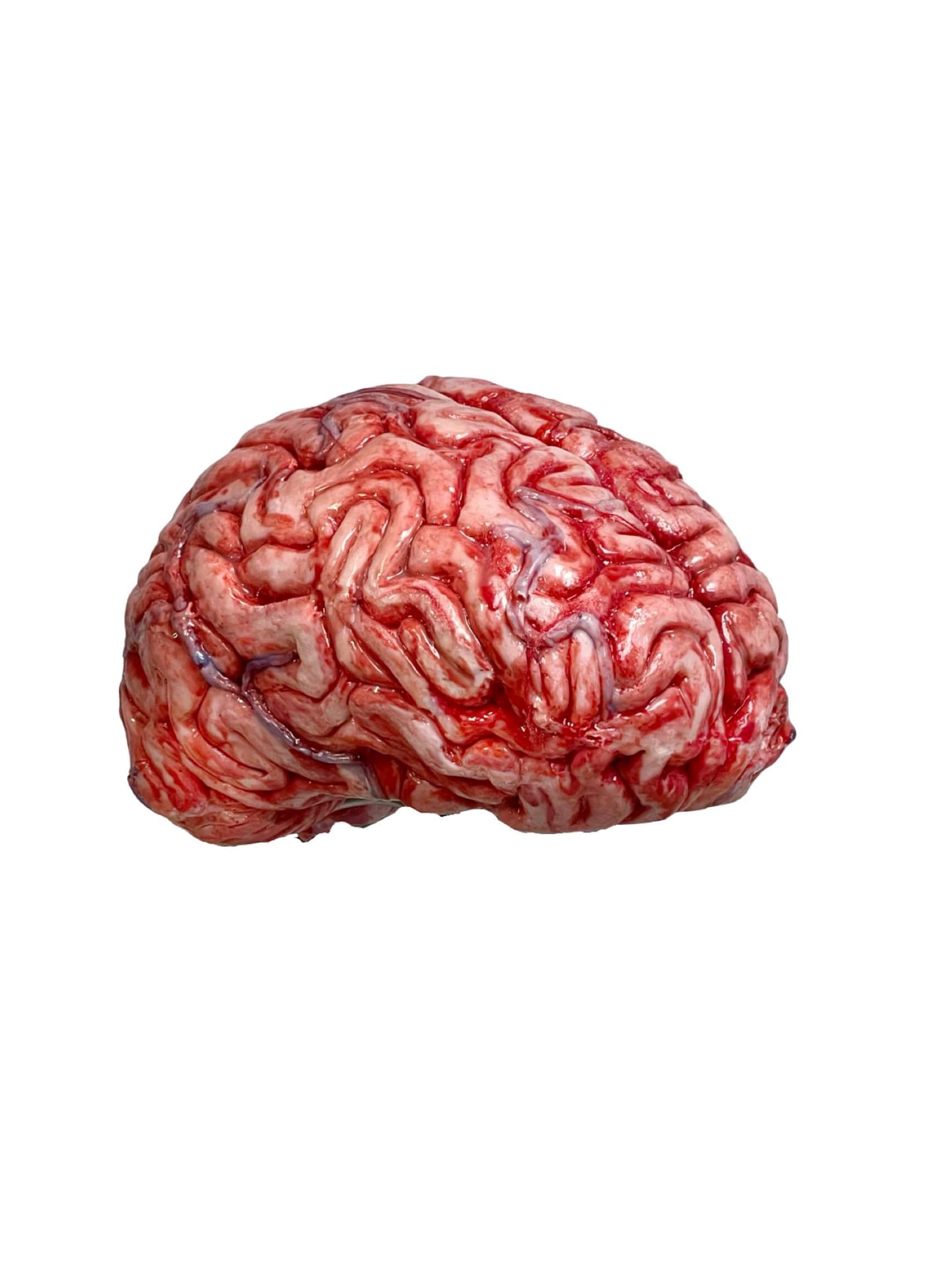 Realistic Human Brain - Anatomical Brain Prop - Silicone Organ - Etsy