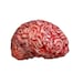 Realistic Human Brain Anatomical Brain Prop Silicone Organ - Etsy