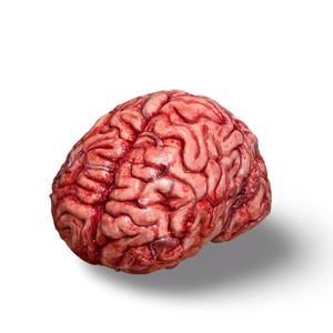 Realistic Human Brain - Anatomical Brain Prop - Silicone Organ - Etsy