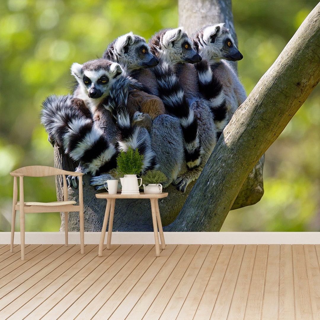 Lemur Catta Removable or Traditional Mural | Wallcovering Tailed Lemur ...
