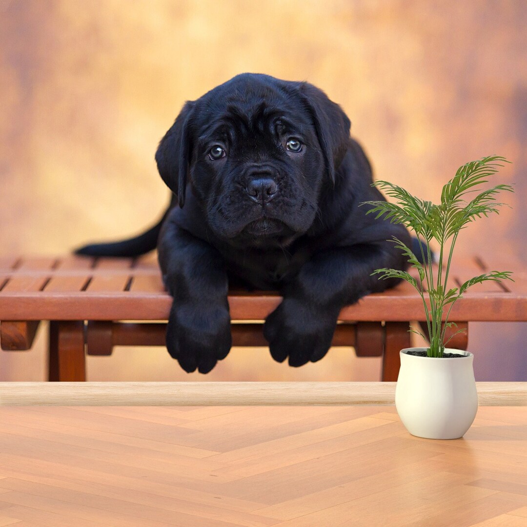 Cane Corso Puppy Removable or Traditional Wallpaper | Mural Cane Corso ...