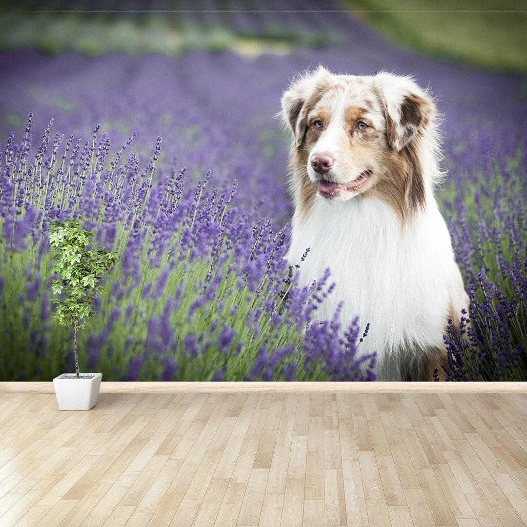 Australian Shepherd Peel&stick or Non-woven Wallpaper | Mural ...