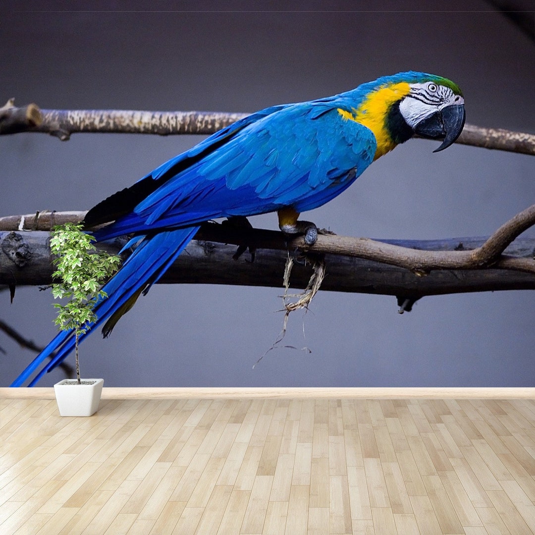 Blue Ara Parrot Peel&stick or Non-woven Mural | Wallpaper Large Blue ...