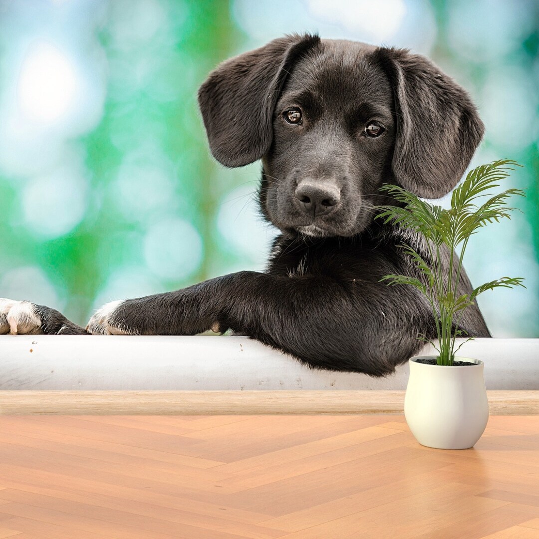 Puppy Dog Removable or Traditional Wallpaper | Wall Mural Cute Puppy as ...