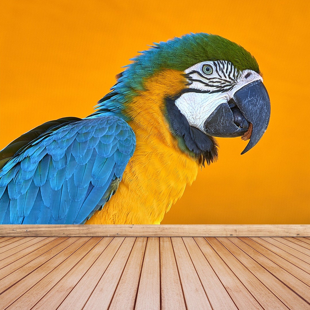 Macaw Parrot Self Adhesive or Paste and Glue Wallpaper | Wall Mural ...