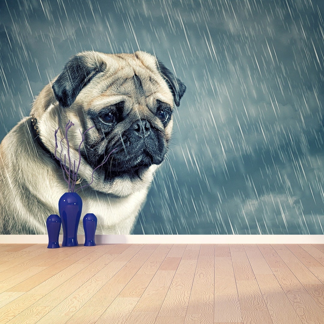 Sad Pug Dog Removable or Traditional Photo Wallpaper Mural Sad Dog ...