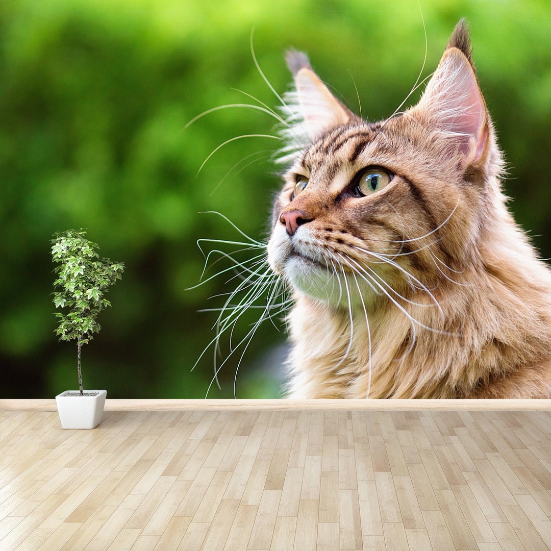 Animal Cat Repositionable Photo Wallpaper | Mural Portrait of Cat on ...