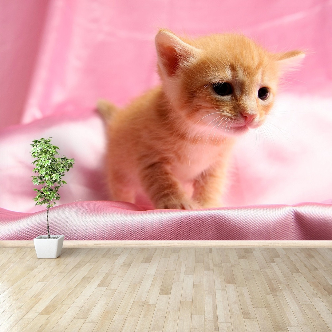 Kitten Adhesivie or Traditional Mural | Wallpaper Small Pretty Kitten ...