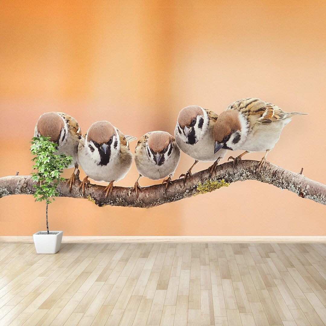 Funny Birds Temporary or Traditional Photo Mural | Wallpaper a Lot of ...