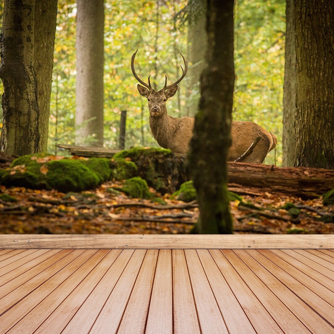 Deer Woods Traditional Paste & Glue or Removable Photo Wallpaper ...