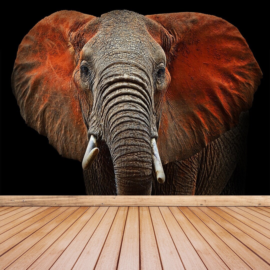 African Elephant Self Adhesive or Paste and Glue Photo Wallpaper ...