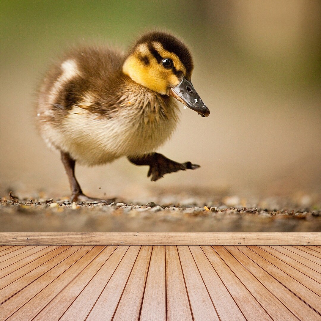 Duckling Duck Traditional Paste and Glue or Removable Photo Wallpaper ...