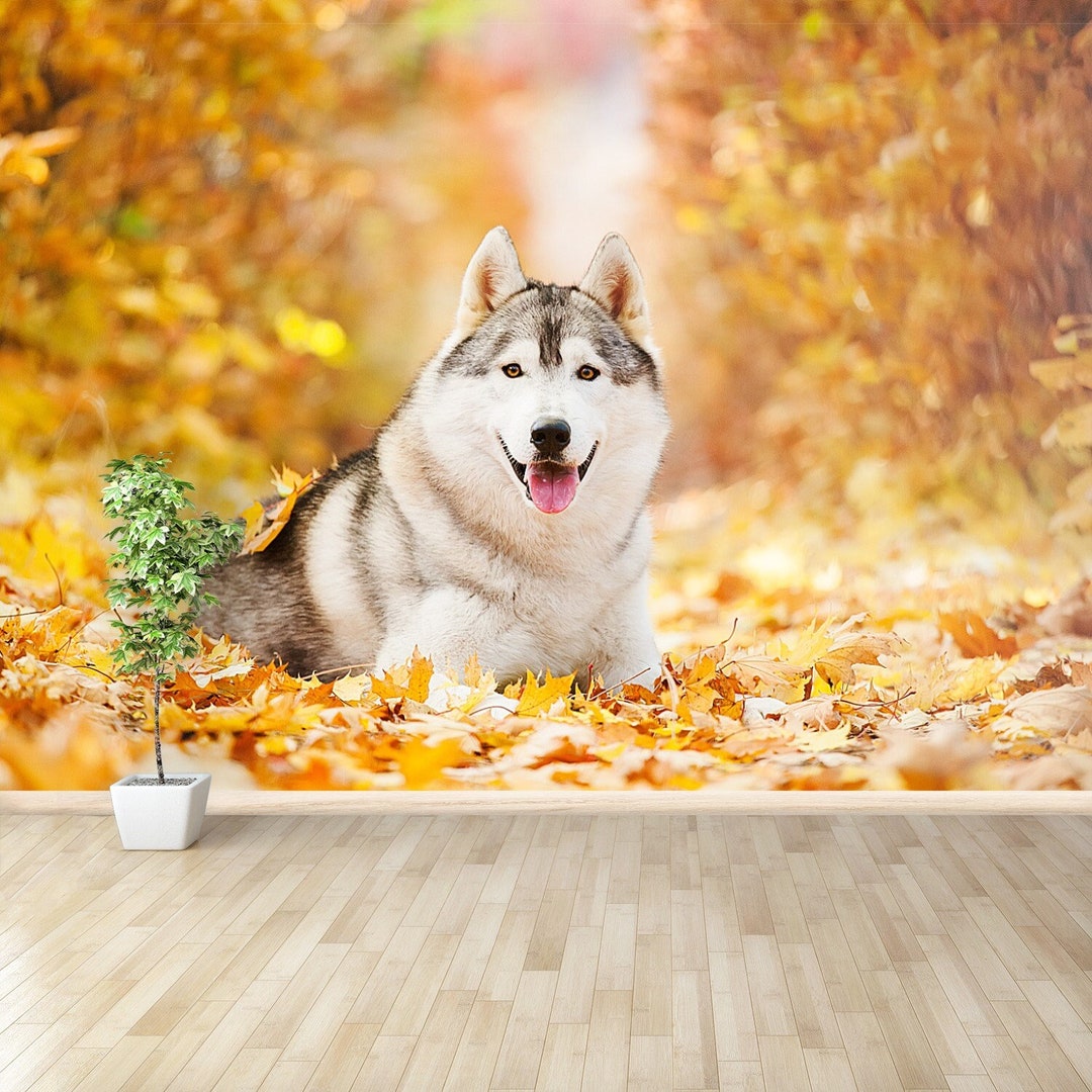 Dog Husky Self Adhesive or Paste and Glue Photo Wall Mural | Wallpaper ...