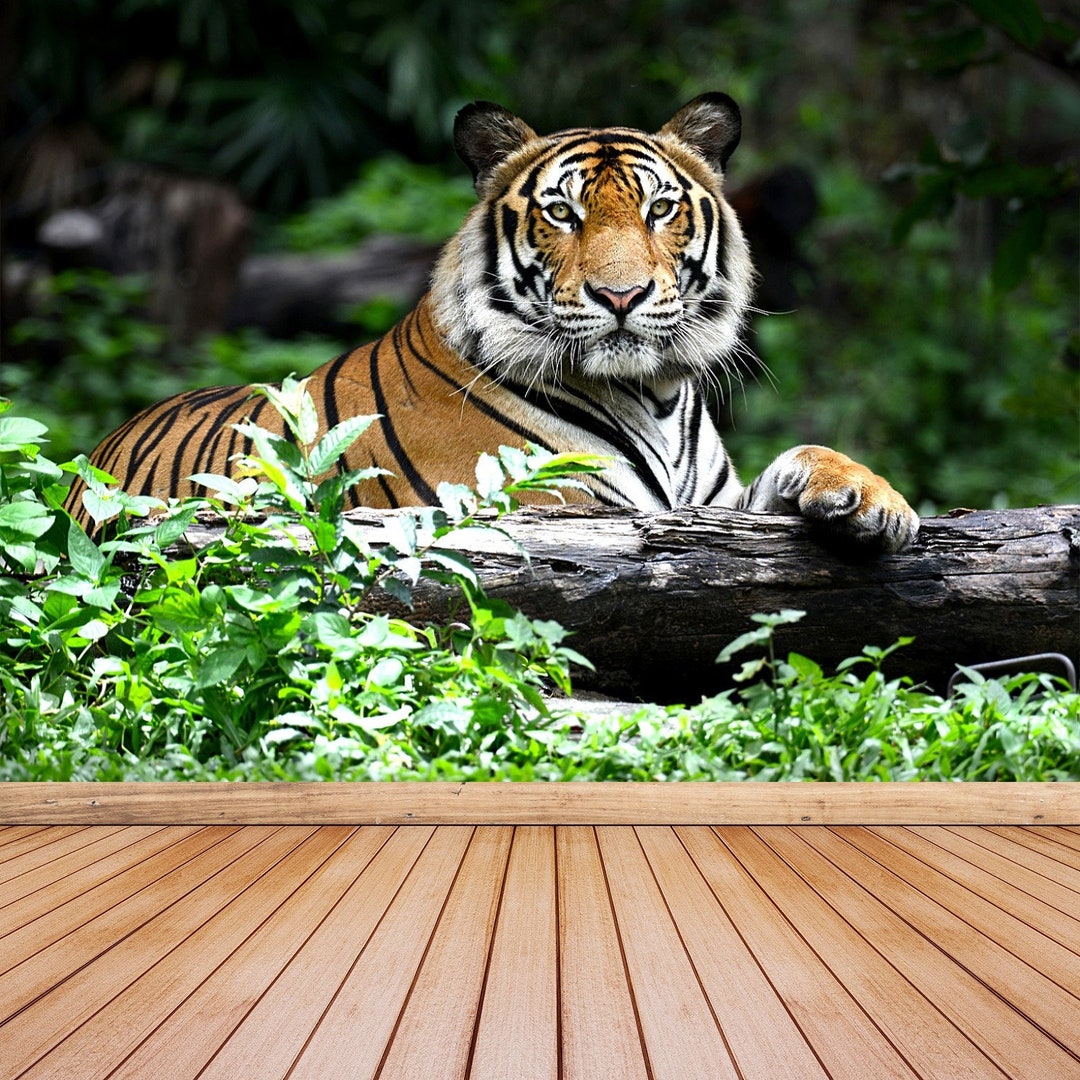 Bengal Tiger Cat Traditional or Removal Photo Wall Mural | Wallpaper ...