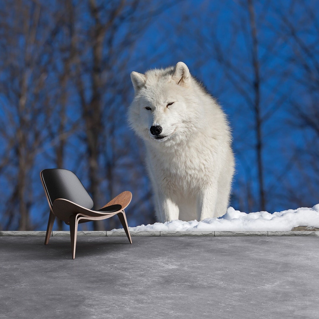 Arctic Wolf Adhesivie or Traditional Wall Mural | Wallpaper Arctic Wolf ...
