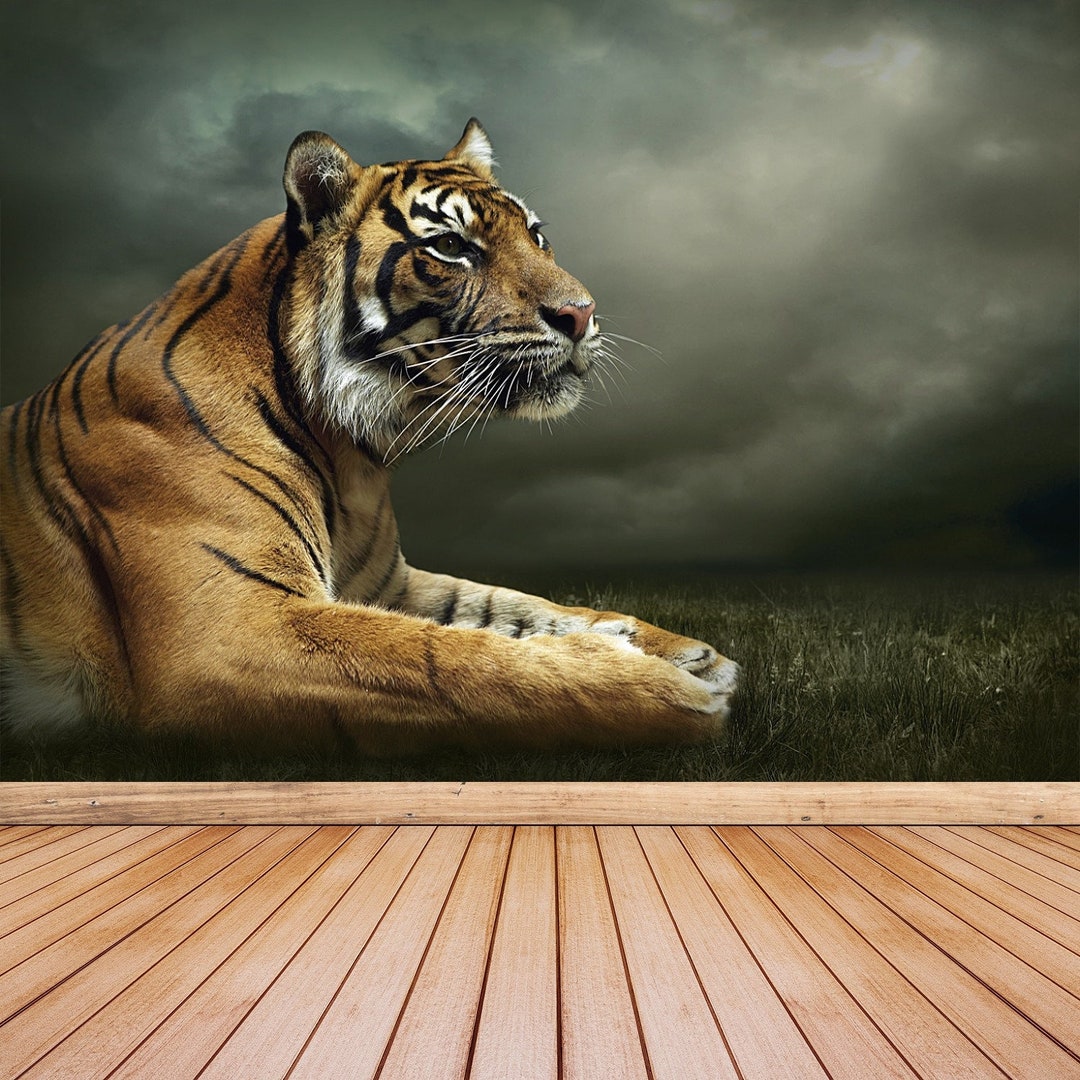 Tiger Removable or Traditional Mural | Wallpaper Tiger Looking and Sitting Under Dramatic Sky ...