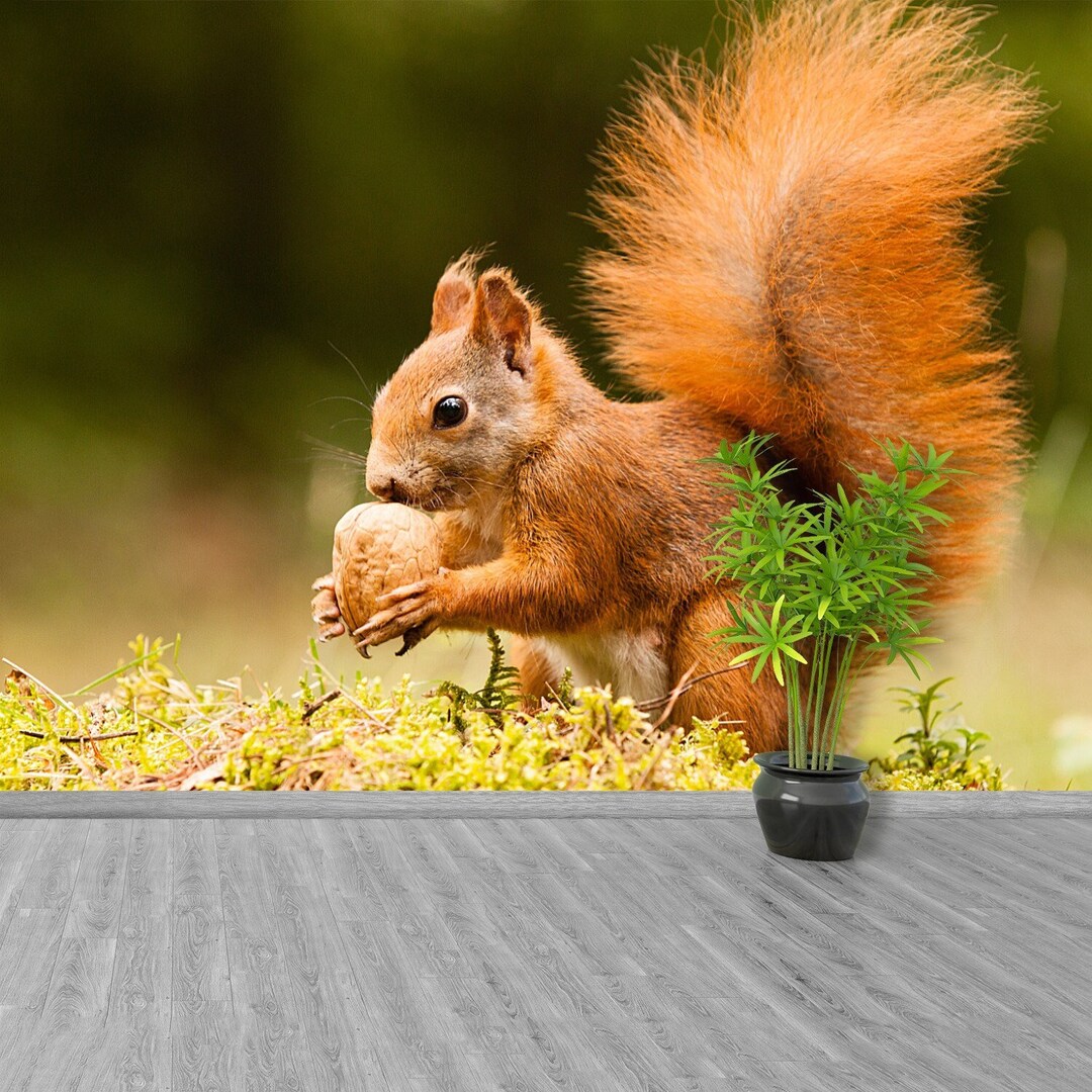 Squirrel With Nut Peel&stick or Non-woven Wallpaper | Mural Squirrel ...