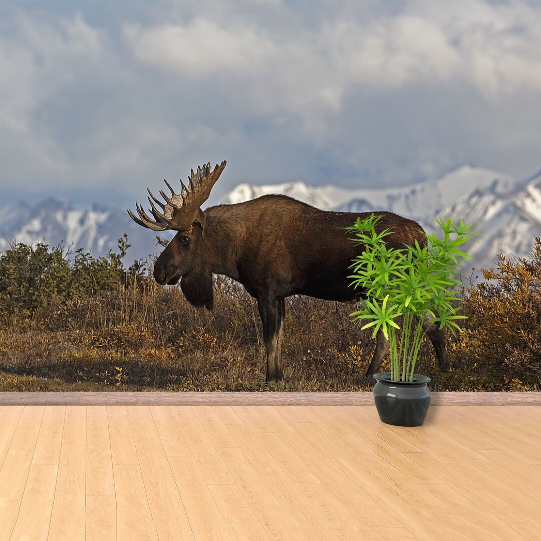 Moose Temporary or Traditional Photo Wallpaper | Mural Denali Moose ...