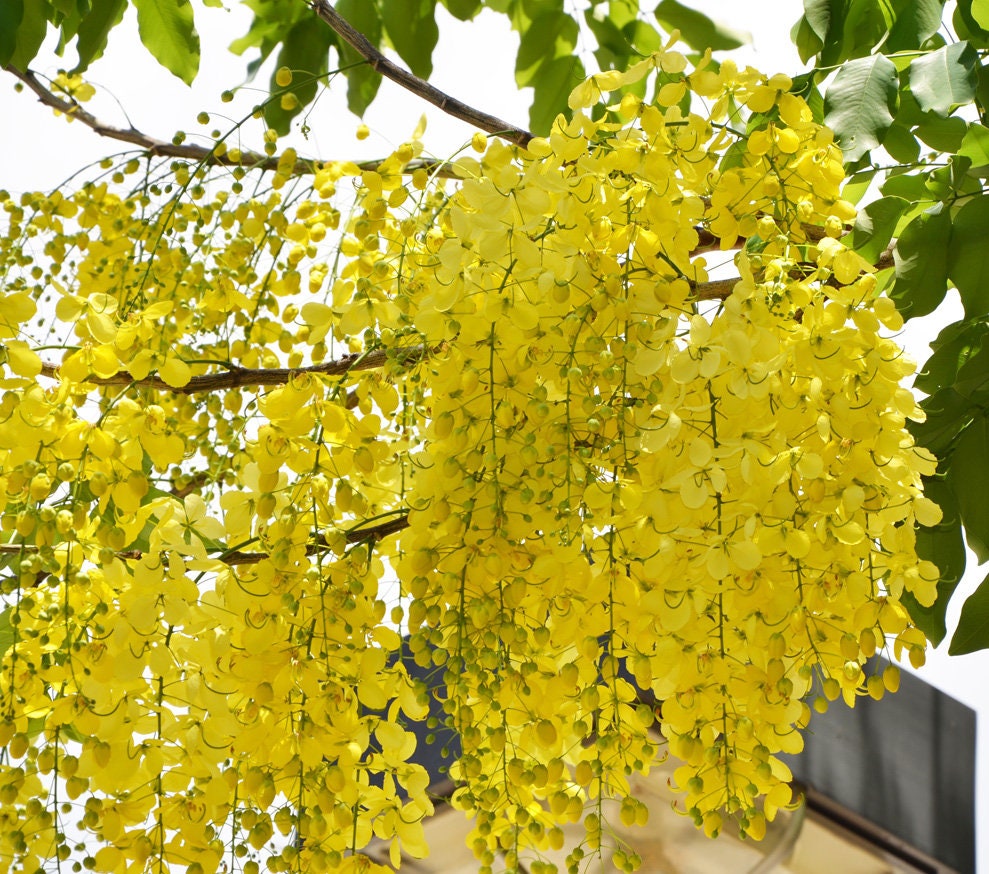 Golden Shower Tree 15cassia Fistula Seeds. - Etsy Australia