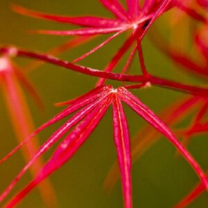 Japanese Maple Seeds-beni Otakered Bamboo Fresh 25 Seeds-rare-grown in ...