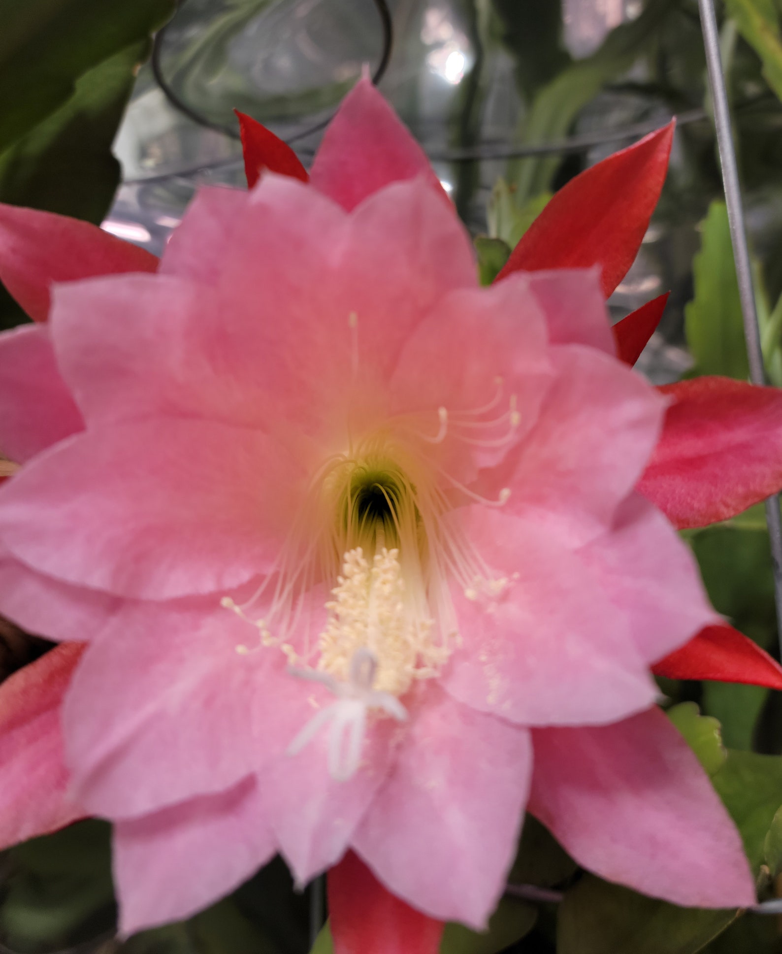 Epiphyllum Medora,one Live Plant in Pot ,hard to Find. - Etsy Canada