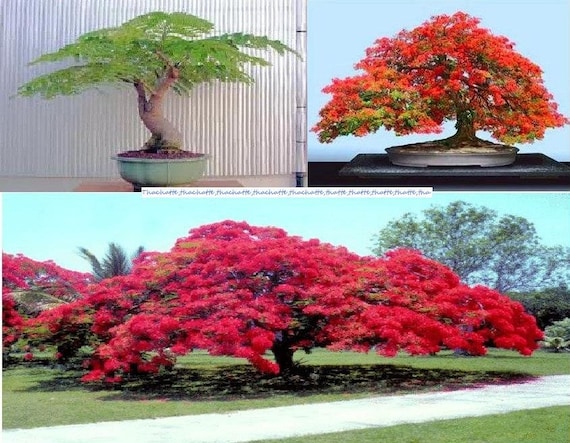 Bonsai Fire Tree