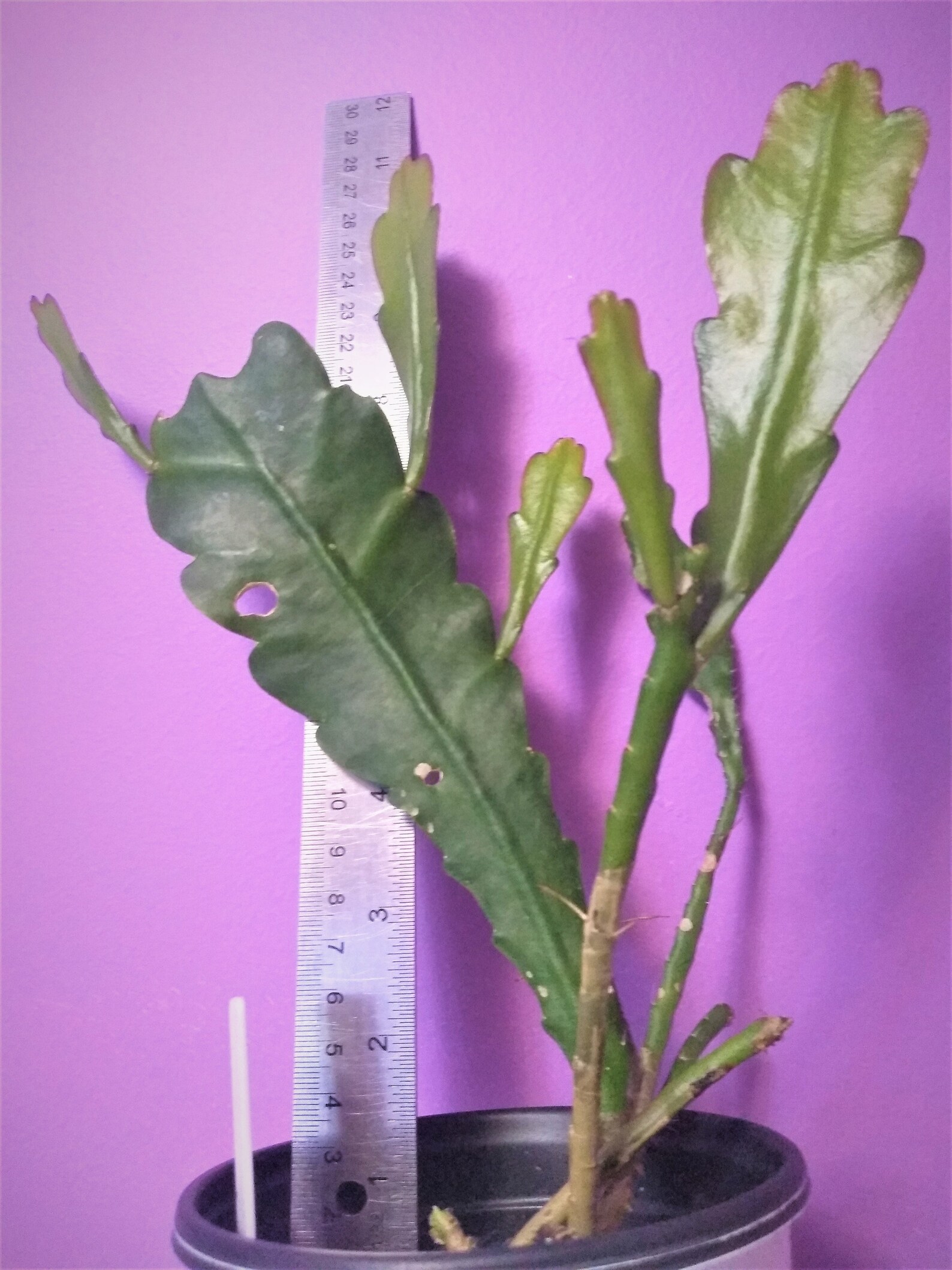 Epiphyllum Medora,one Live Plant in Pot ,hard to Find. - Etsy Canada