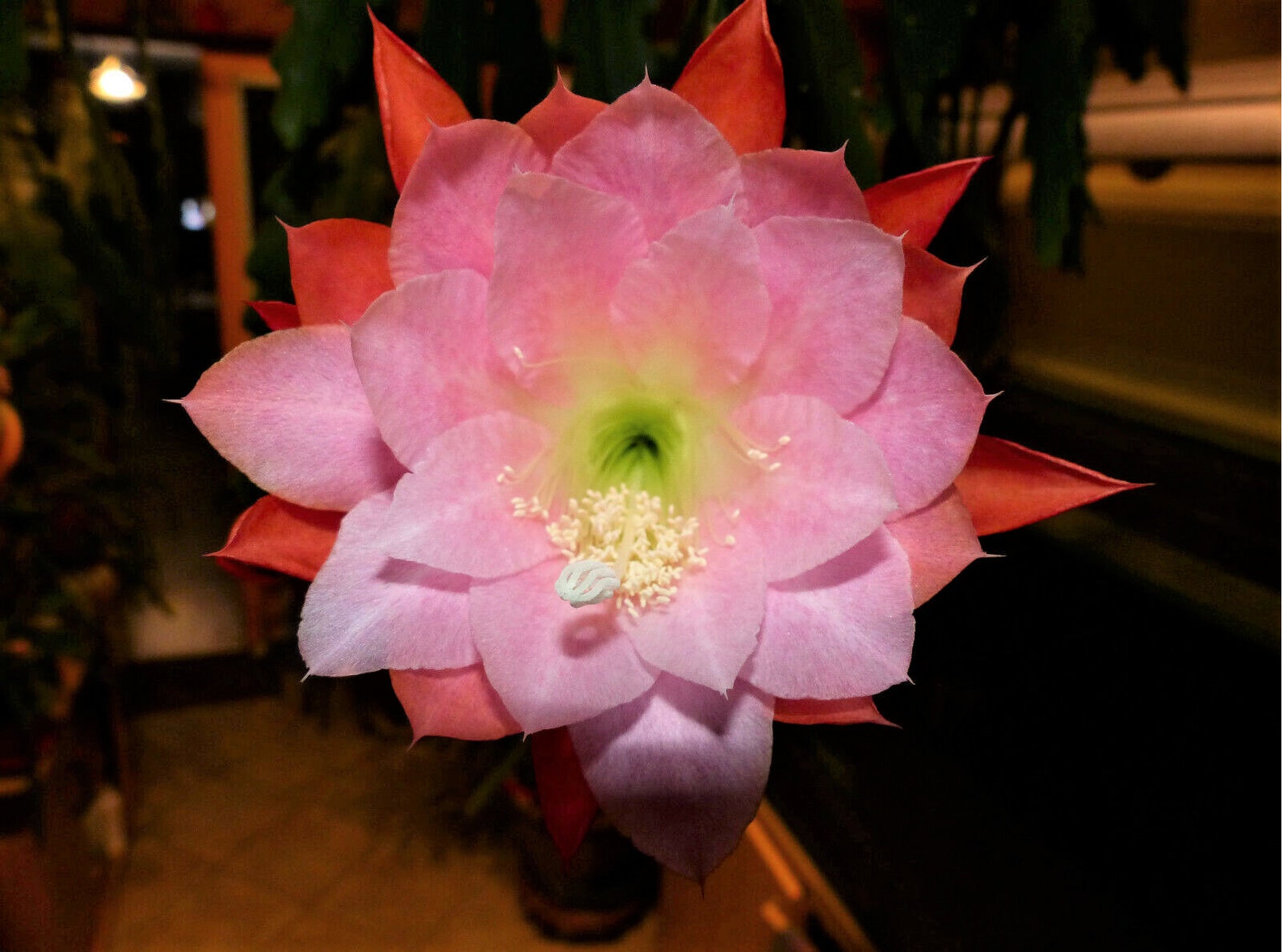 Epiphyllum Medora,one Live Plant in Pot ,hard to Find. - Etsy Canada