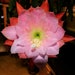 Epiphyllum Medora,one Live Plant in Pot ,hard to Find. - Etsy Canada