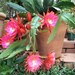 Epiphyllum Medora,one Live Plant in Pot ,hard to Find. - Etsy Canada