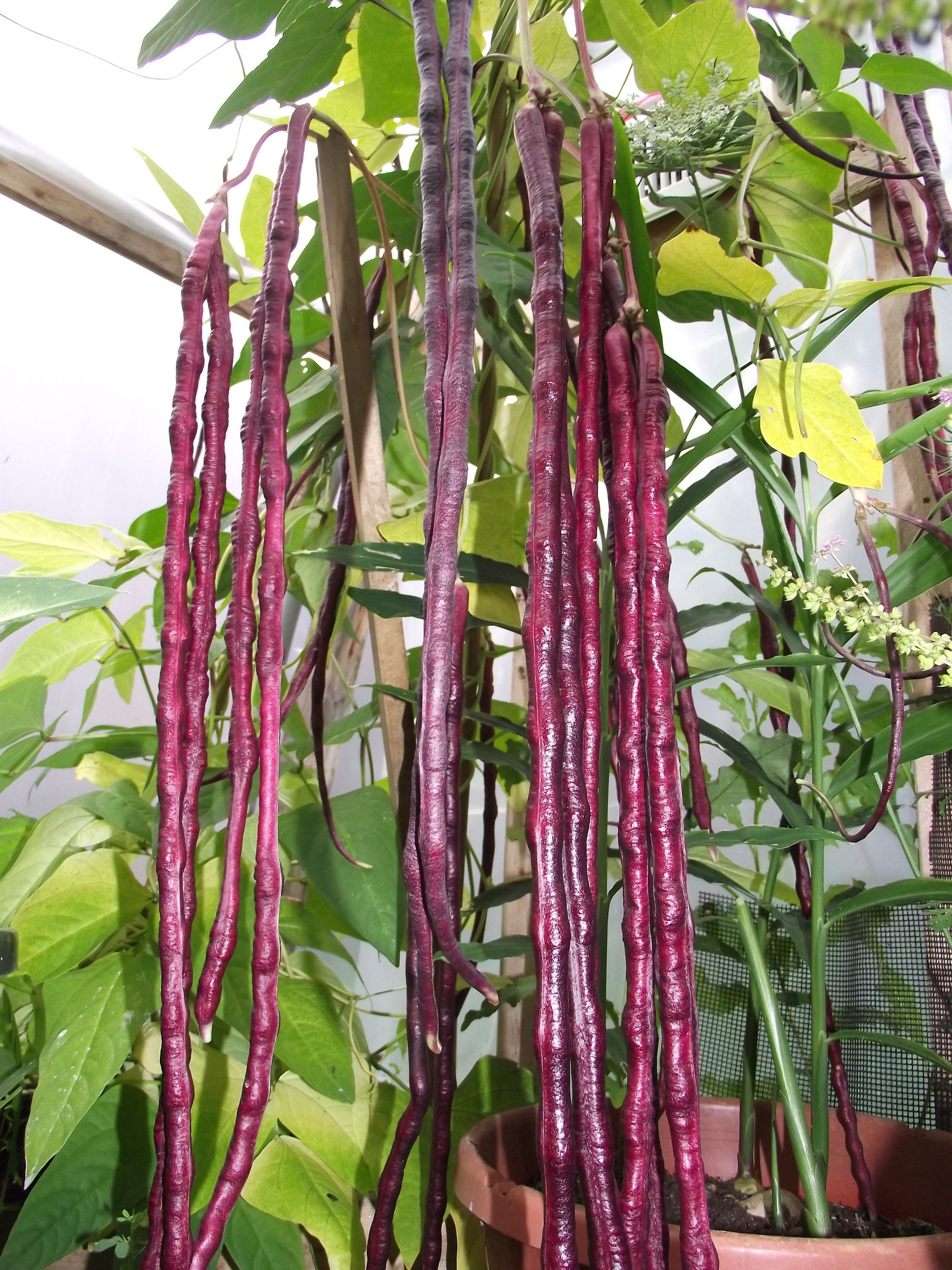 Purple Long Bean (red Noodle Long Bean) 10 Seeds,grown in Canada,rare ...
