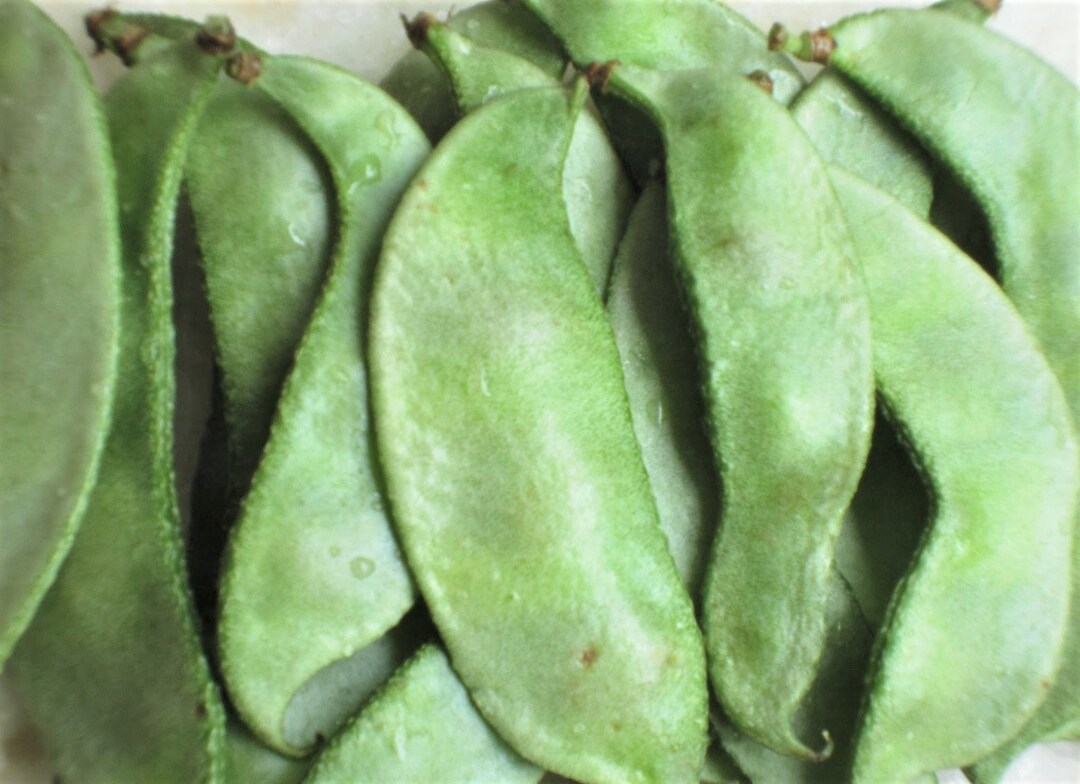 Lablab Bean 10 Seeds. - Etsy