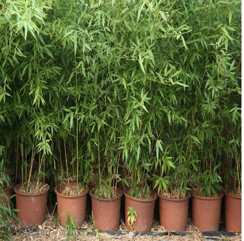 Bamboo, 25+ Seeds (dendrocalamus Strictus) Rare! - Etsy Canada