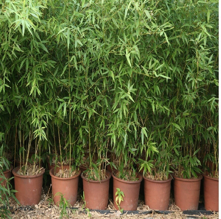 25 Seeds Of Fargesia Guinzhou,,Red,Bamboo Red Bamboo,Non-Invasive ...