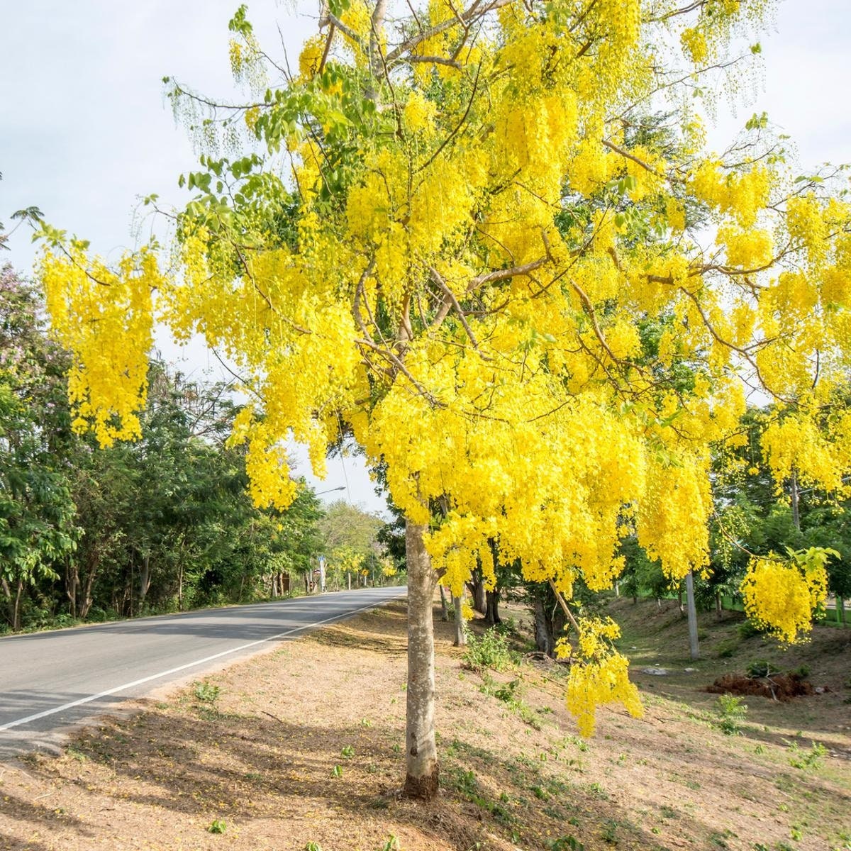 Golden Shower Tree 15cassia Fistula Seeds Etsy