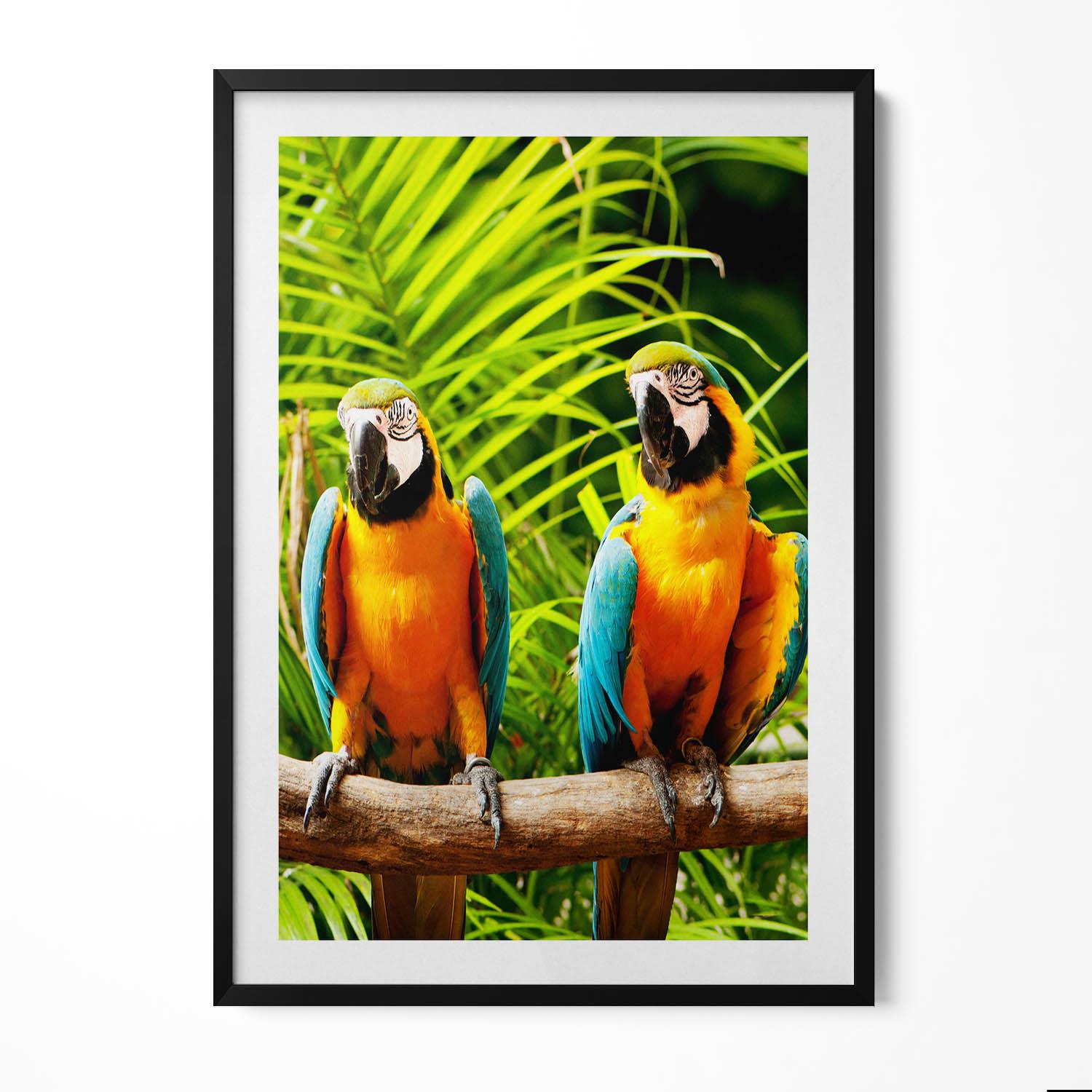 Two Colorful Macaw Parrots in the Jungle Framed Art, Animals ...