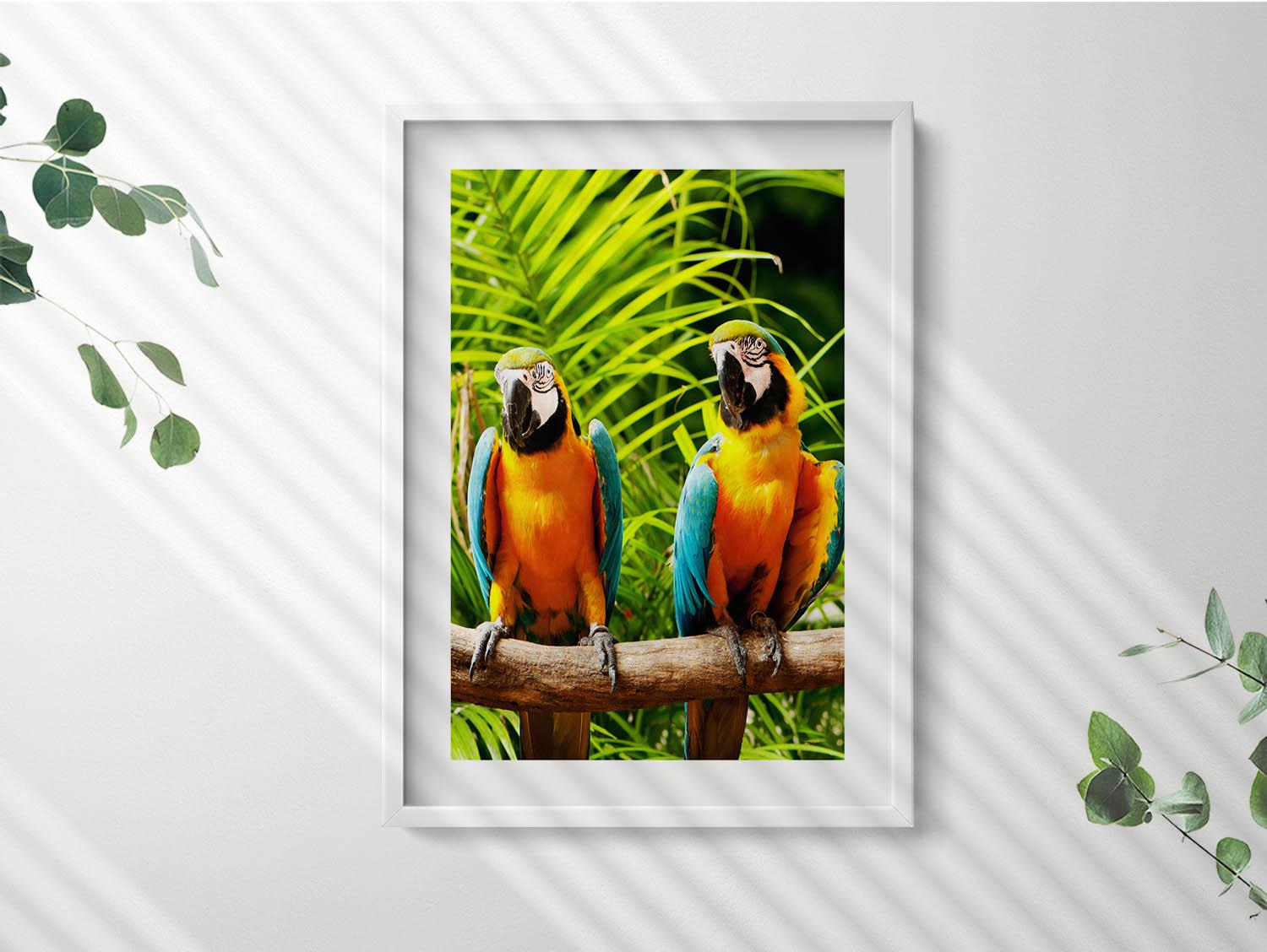 Two Colorful Macaw Parrots in the Jungle Framed Art, Animals ...