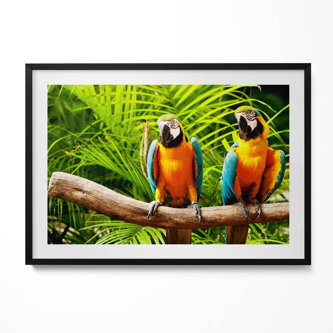 Two Colorful Macaw Parrots in the Jungle Framed Art, Animals ...