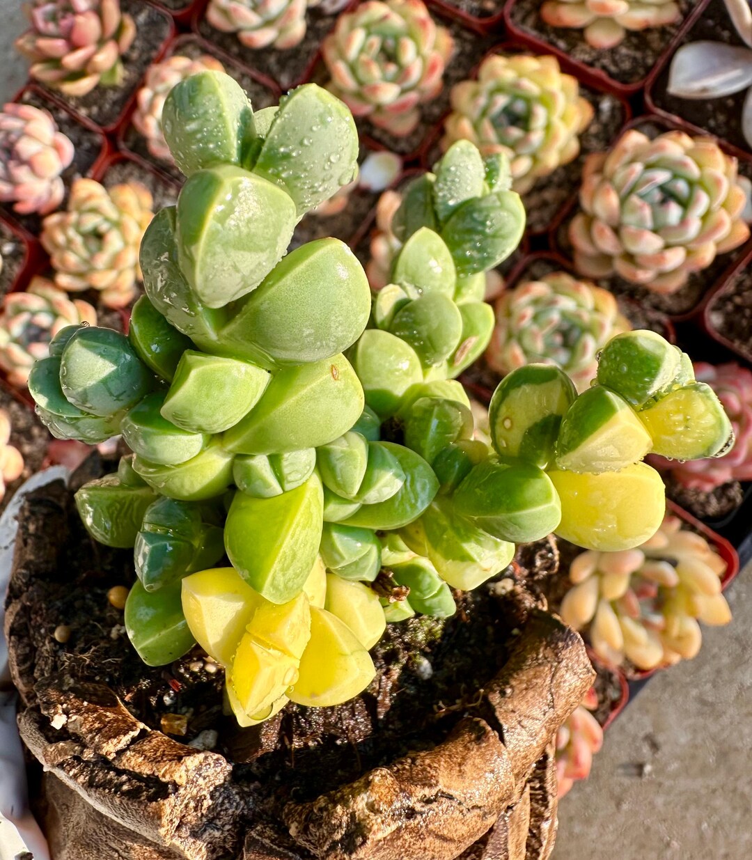 Rare Succulent: Cool Beautiful Variegated Astridia Velutina String HUGE ...
