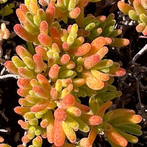 Beautiful Succulent: Dicrocaulon Ramulosum (l.bolus) Ihlenf Purple ...