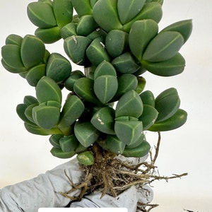 Rare Succulent: Cool Beautiful Succulent Astridia Velutina String ...