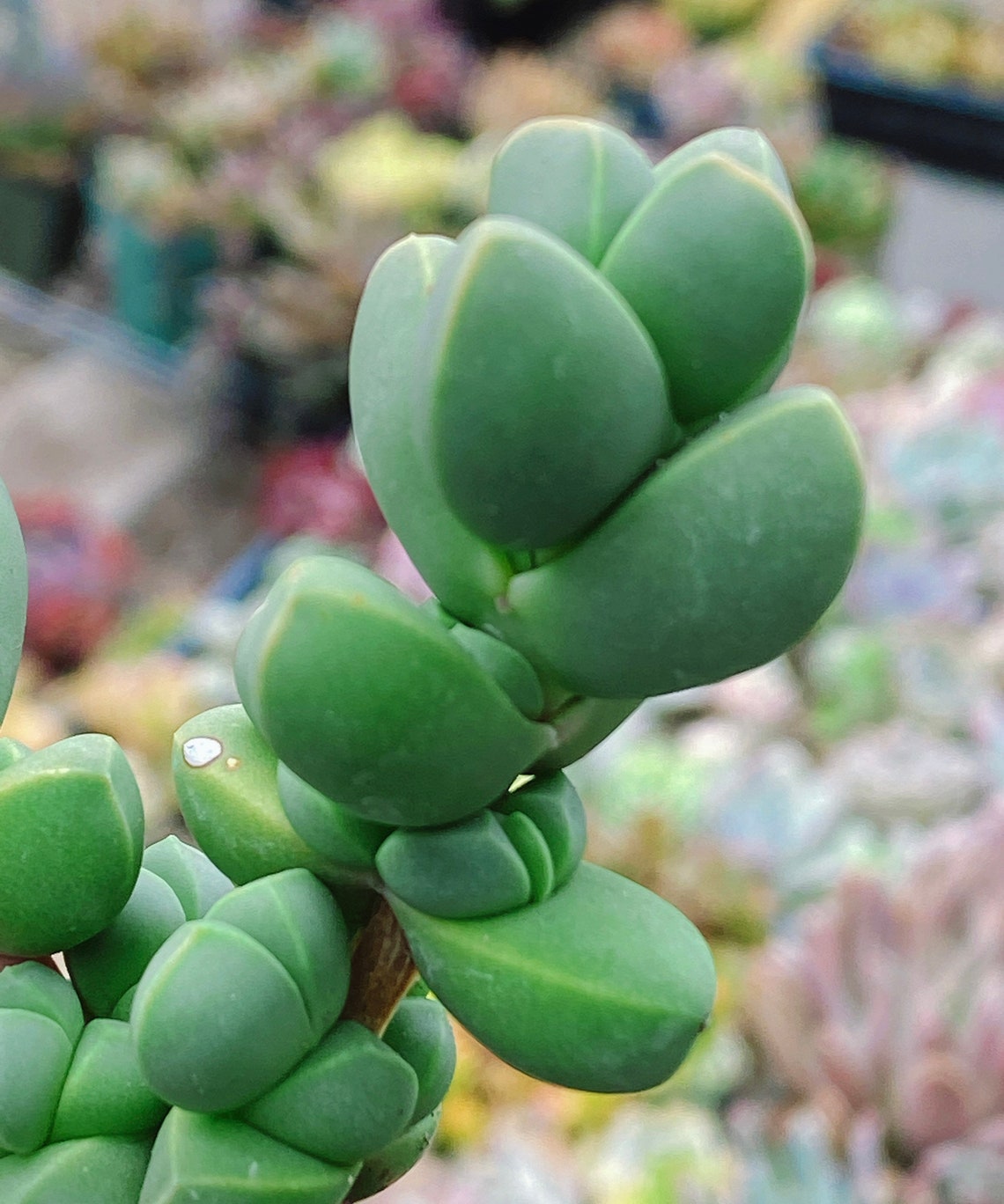 Rare Succulent: Cool Beautiful Succulent Astridia Velutina - Etsy