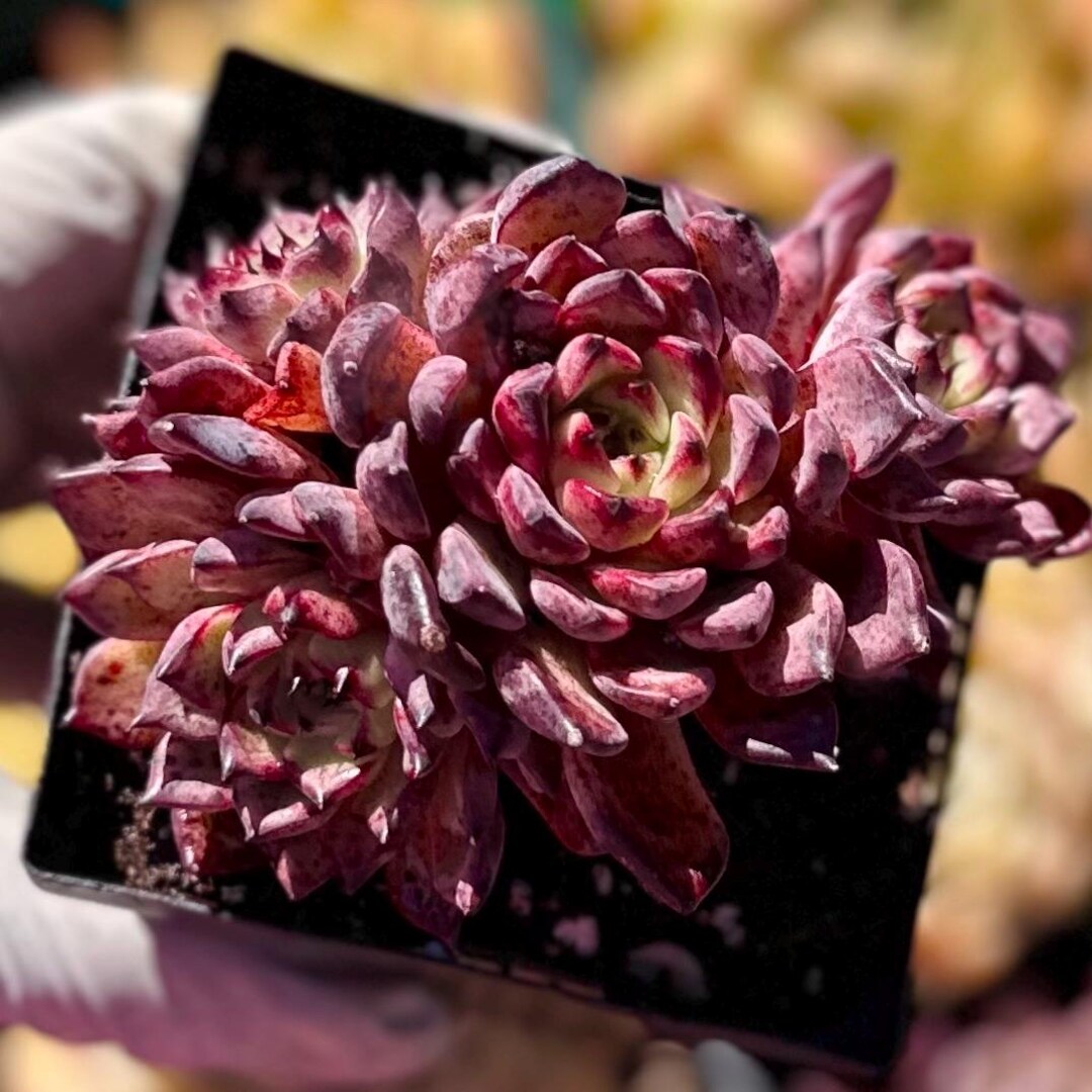 Rare Succulent: Imported Succulent Korea Echeveria Hybrid Purple ...