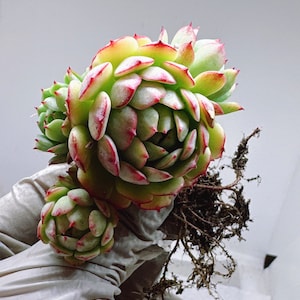 Rare Succulent: Korean Imported Echeveria Hybrid (new Mini Variety ...