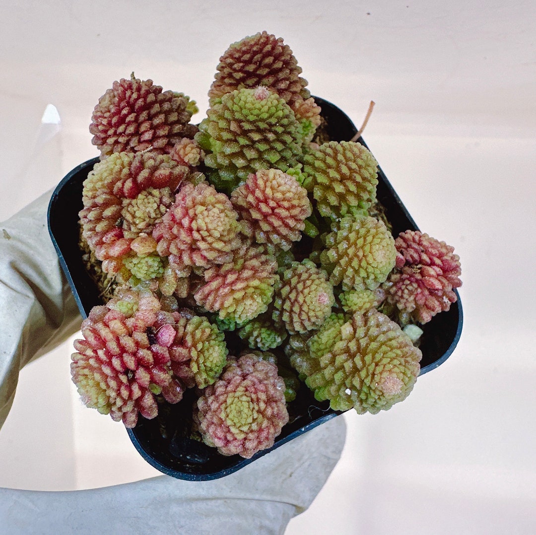 Rare Succulent: Imported Succulent Monanthes Polyphylla Live Plant ...