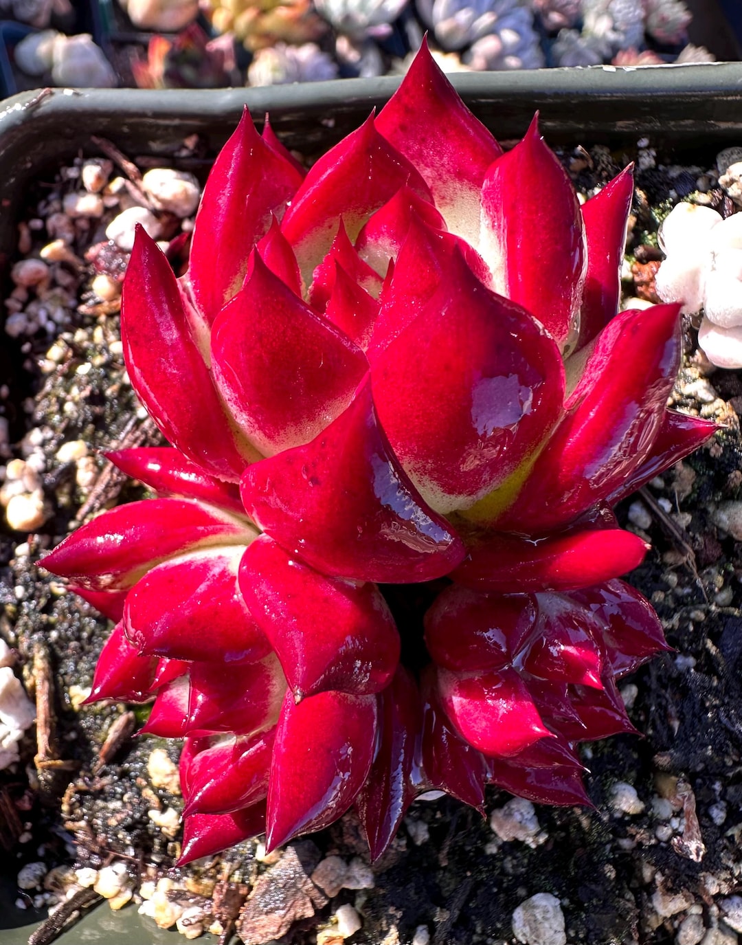Rare Succulent: Imported Succulent Agavoides Echeveria Moulin Rouge ...