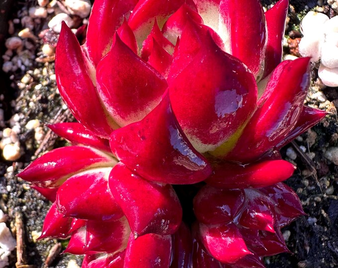 Rare Succulent: Imported Succulent Agavoides Echeveria Moulin Rouge ...