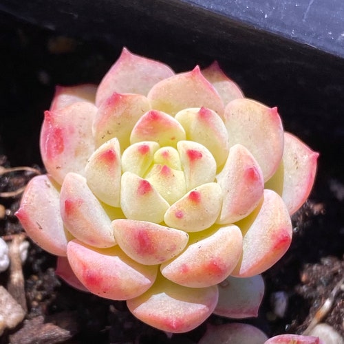 Rare Succulent: Imported Succulent Korean Echeveria Hybrid - Etsy