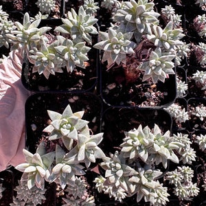 Rare Succulent: Imported Dudleya Gnoma S.w.mccabe white Chrysanthemum ...